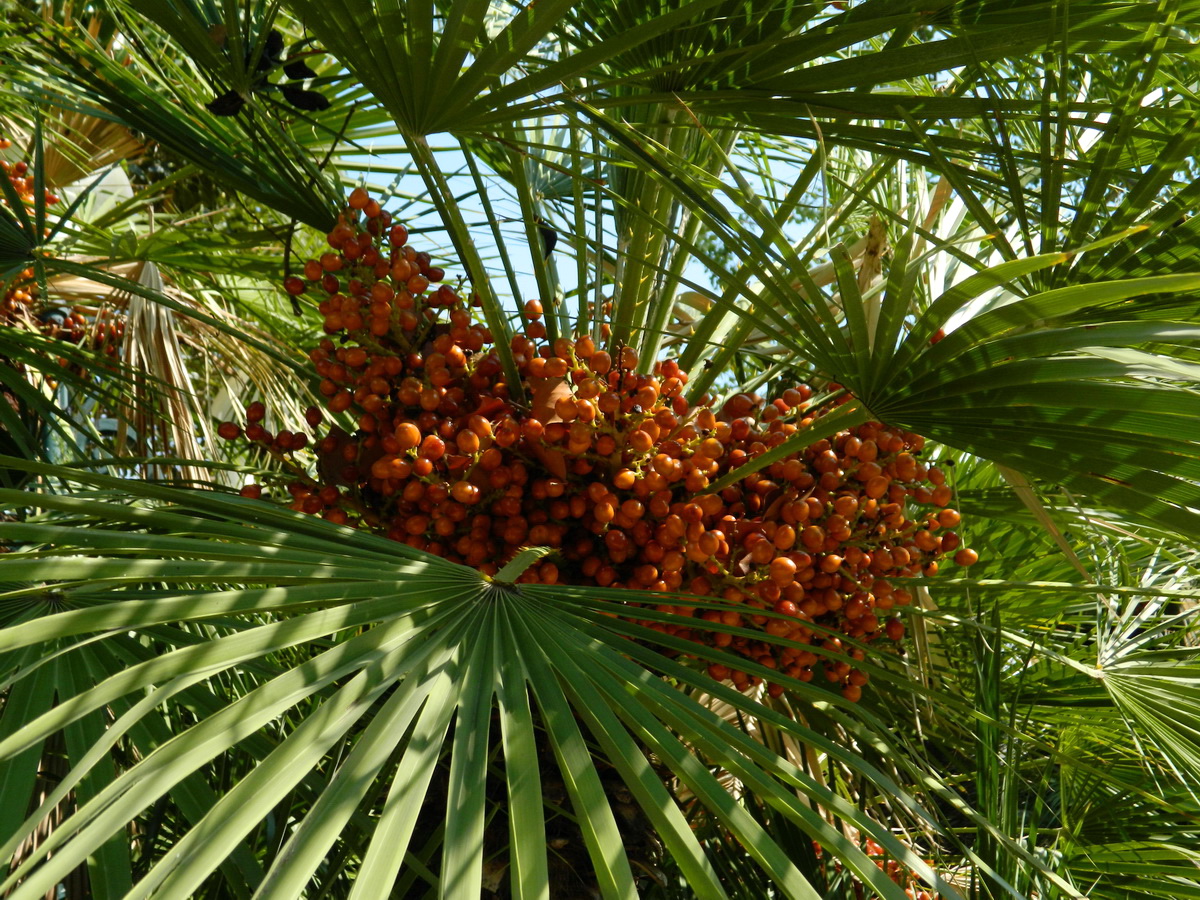 LA MULTI ANI, ROMANIA!: Fructe de palmieri in Beaulieu-sur-Mer