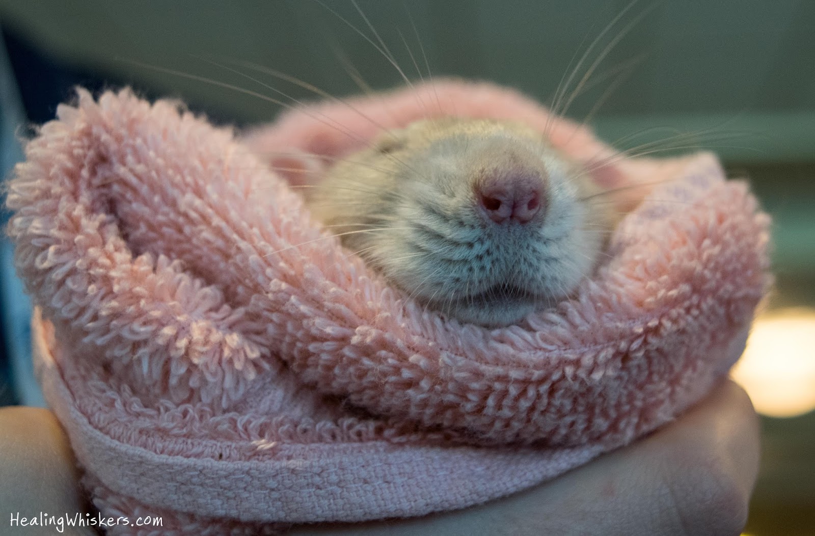 Healing Whiskers: Life of a Therapy Rat: Fall 2017