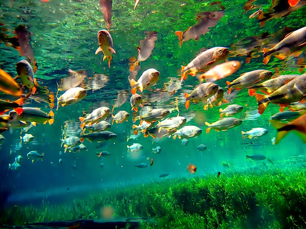 Bonito - MS - Viaje Logo - O lado incrível do turismo