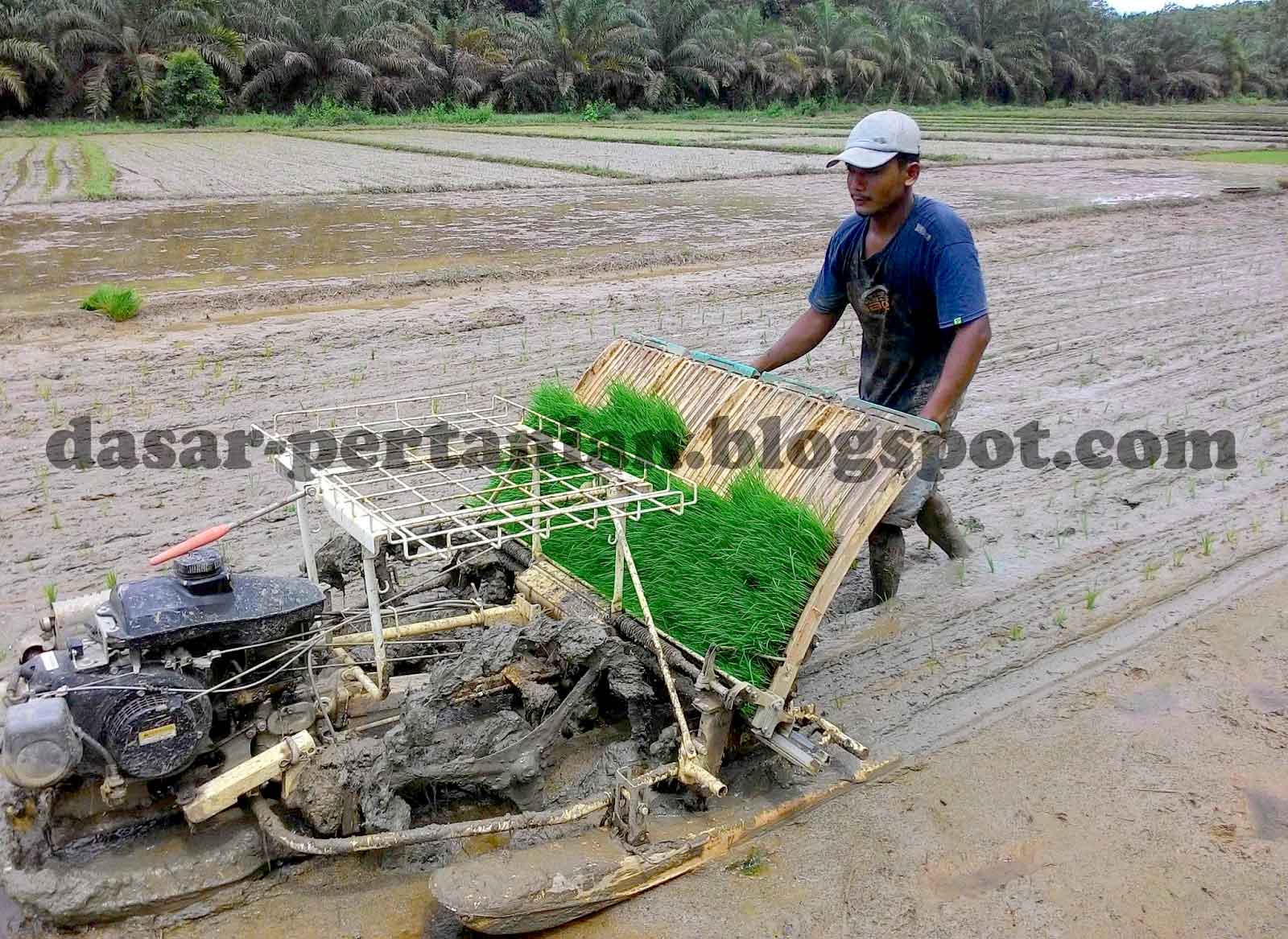 Panduan Budidaya Padi Sawah Yang Baik dan Benar