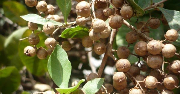 Natural Remedies for Leucoderma