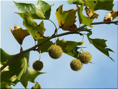 Kolory moich pasji: Owoce platana