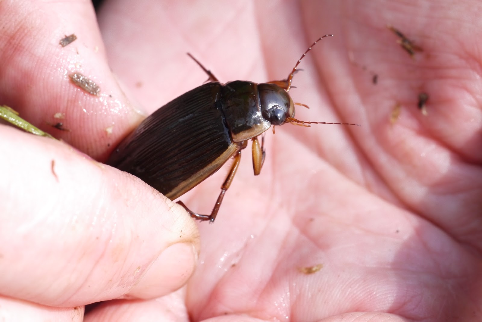 Northwest Norfolk Naturalists: Off Patch: a large water beetle in the ...