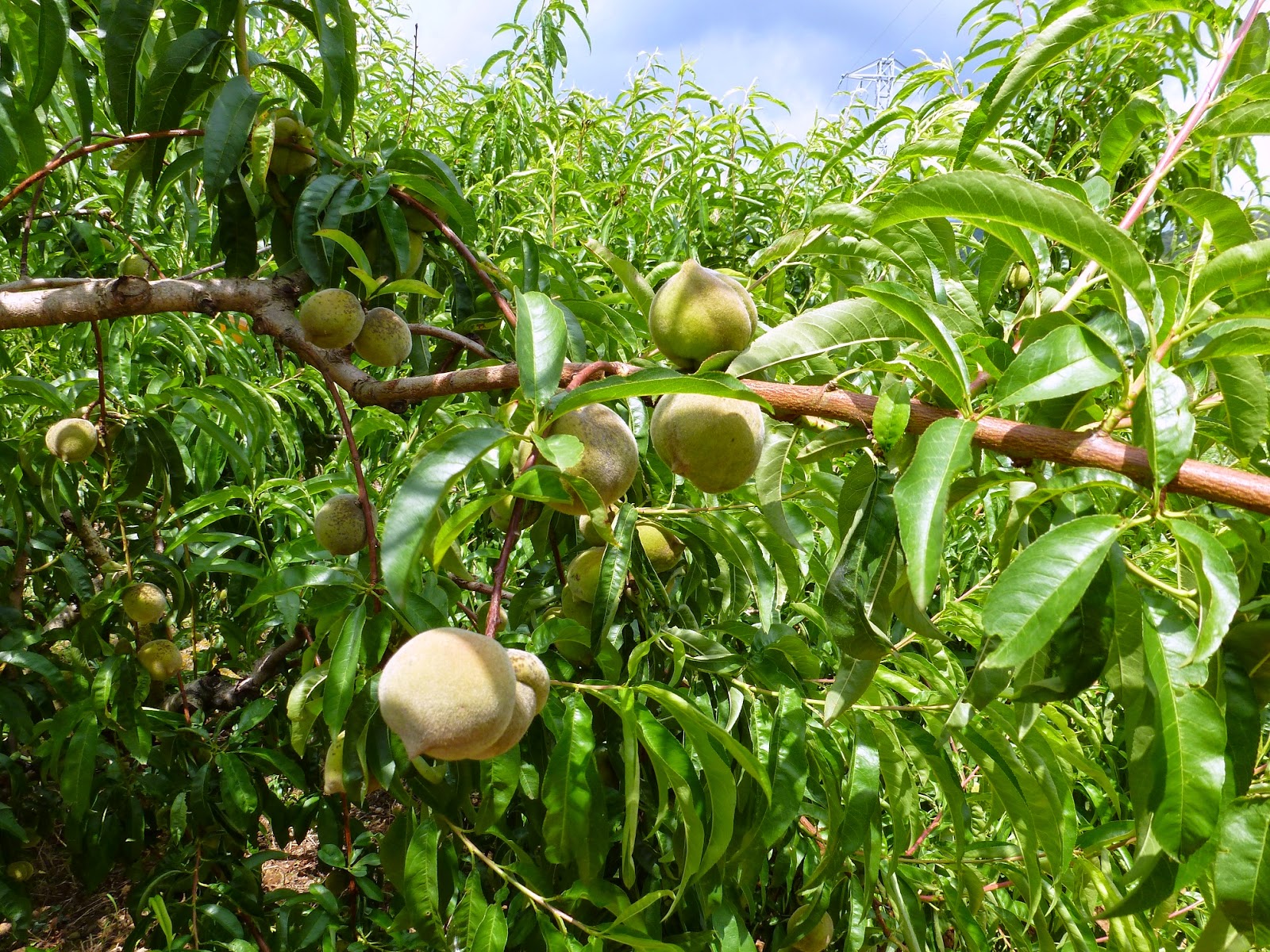 Árboles con alma: Melocotonero. Presseguer. (Prunus persica)
