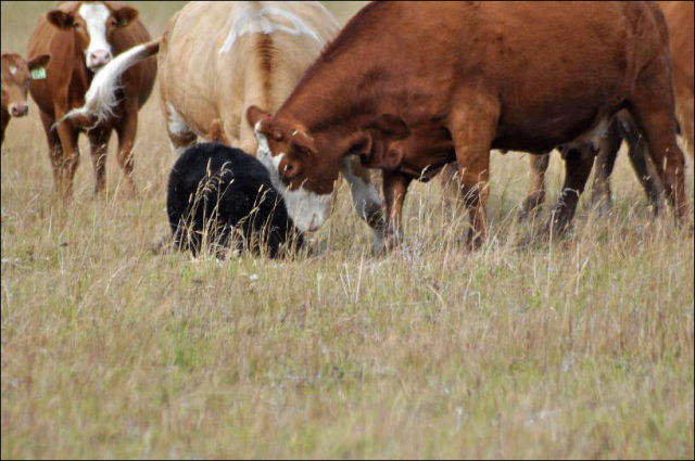 Funny Cool Pictures: Brave Black Bear Takes On Cow Herd