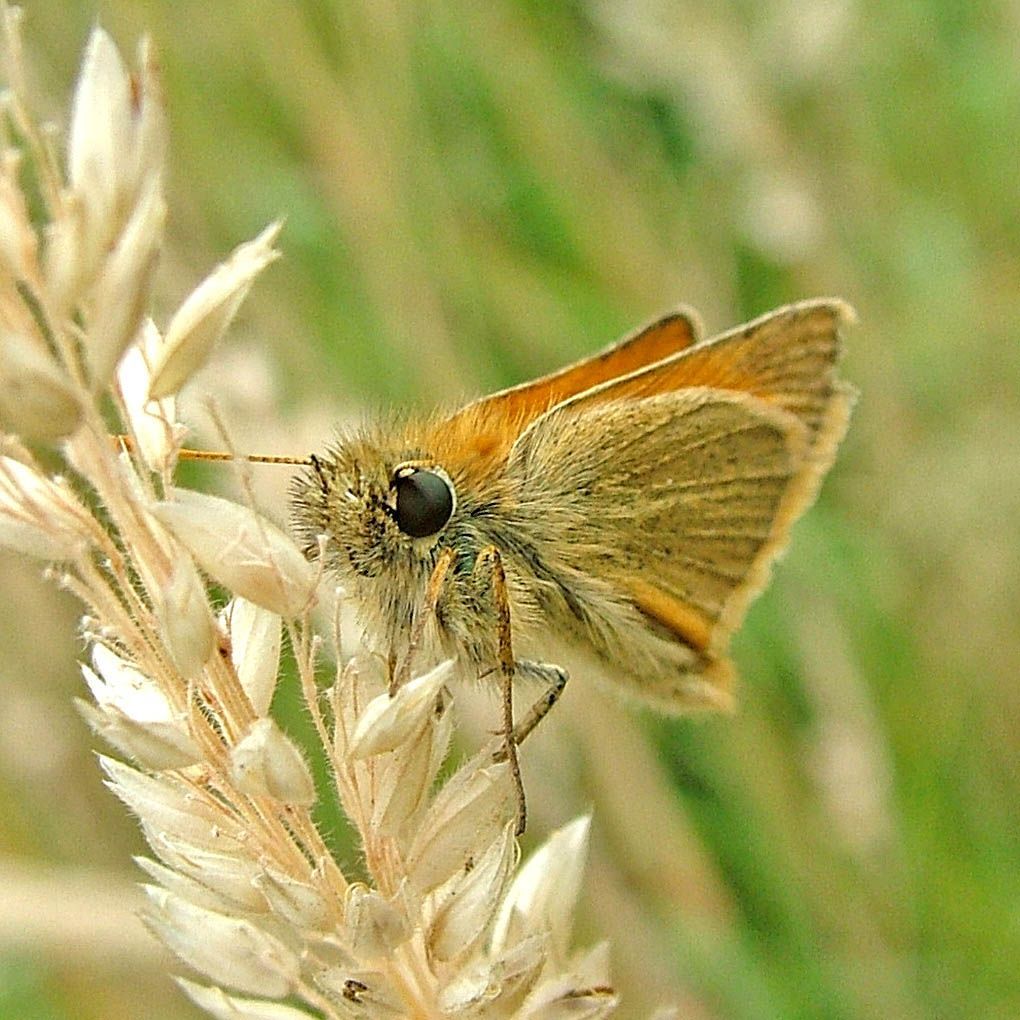 Butterfly Pictures: Small Skipper - Thymelicus sylvestris