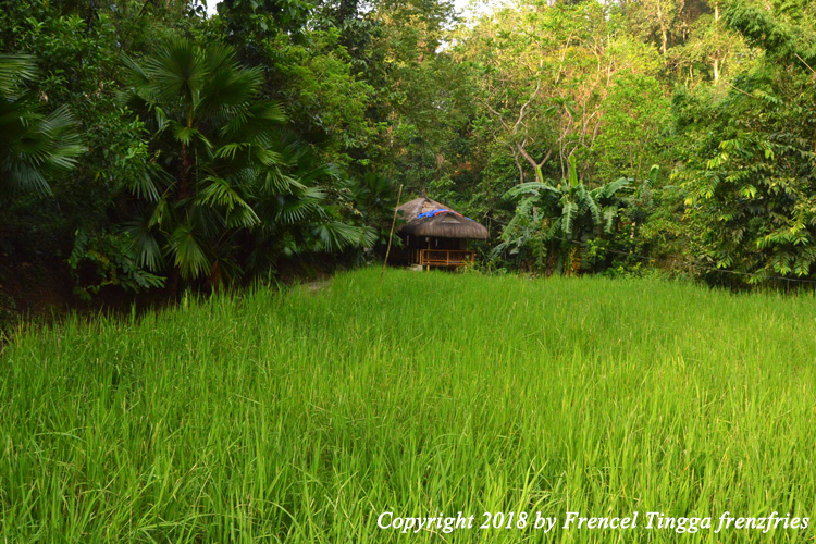 Frenz Fries: Lotus Valley Farm, San Juan La Union