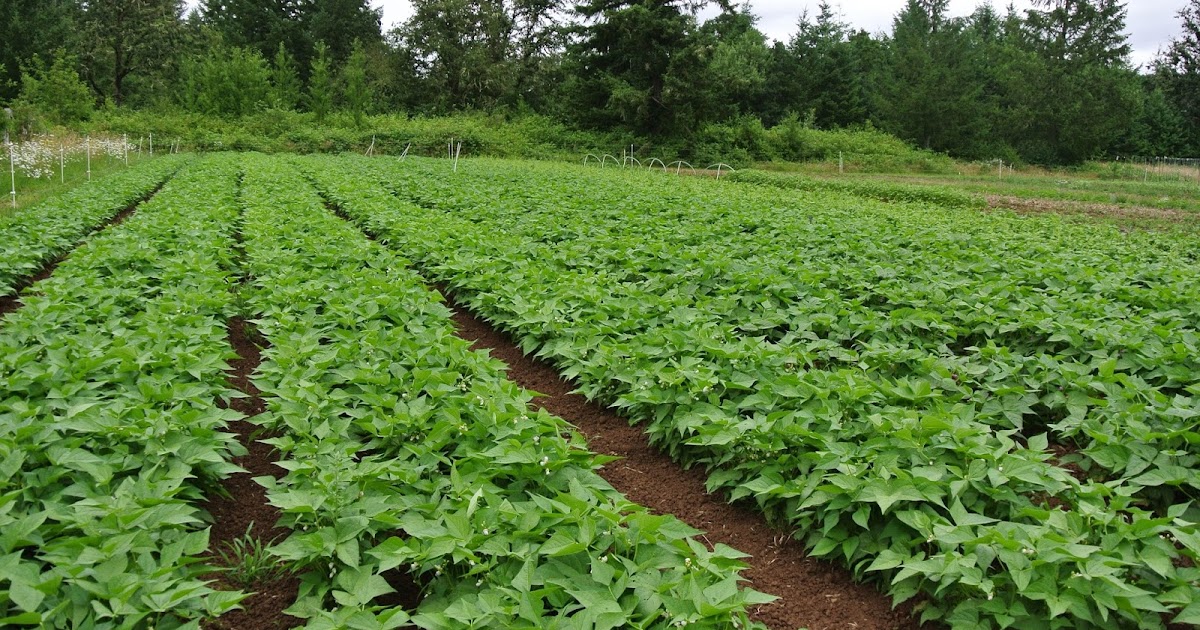 Kilimo Cha Maharage Ya Njano.