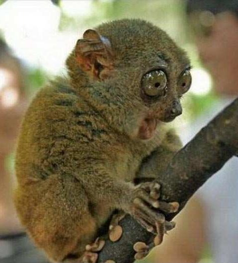 25 Funny Animal Pictures | Amazing Creatures