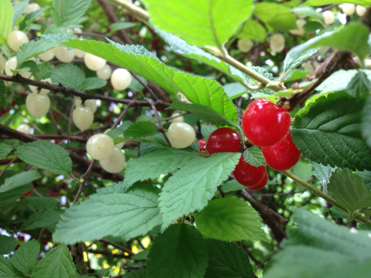 Fowl Brews: Nanking Cherry Wine 2015