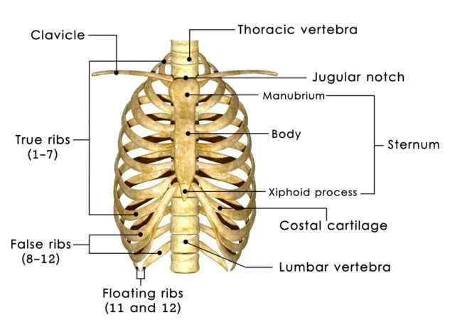 Anatomi tulang (MATERI TULANG) LENGKAP