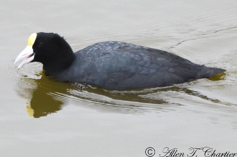 Michigan Hummingbird Guy: Peru Birding Trip Day 11 - July 18, 2018