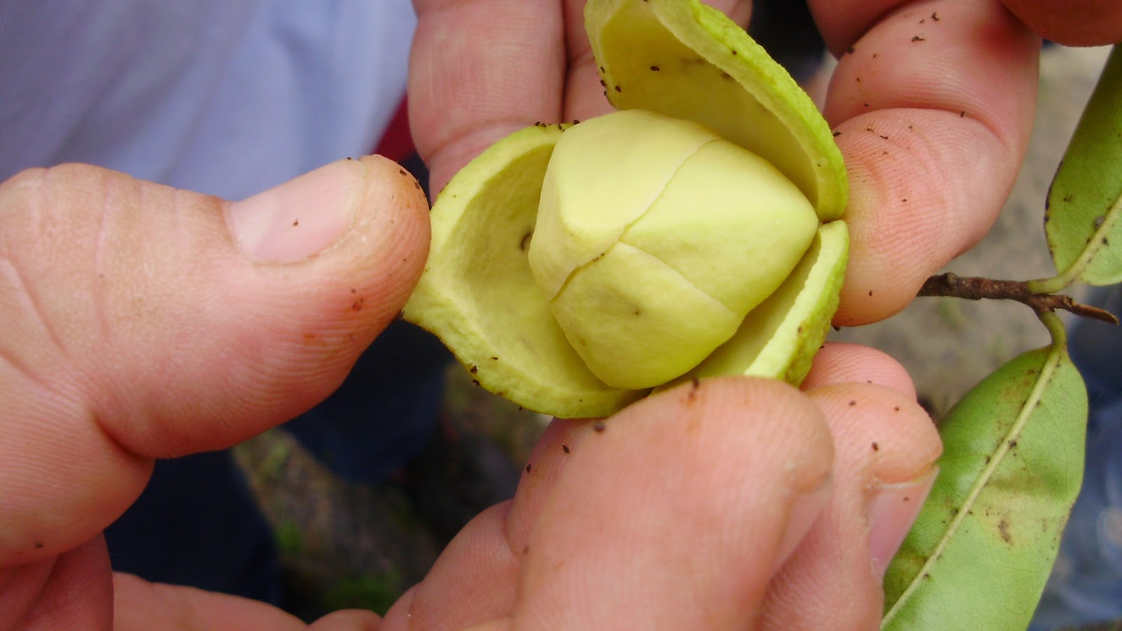 Sistemática Fanerógamas BIO 266 UEFS: 2014