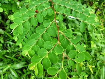 Officinal breynia - Gas Kaila | SL Flora