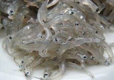 Techie Mom in the Kitchen: CRISPY DULONG PATTIES (Silver Fish Patties)