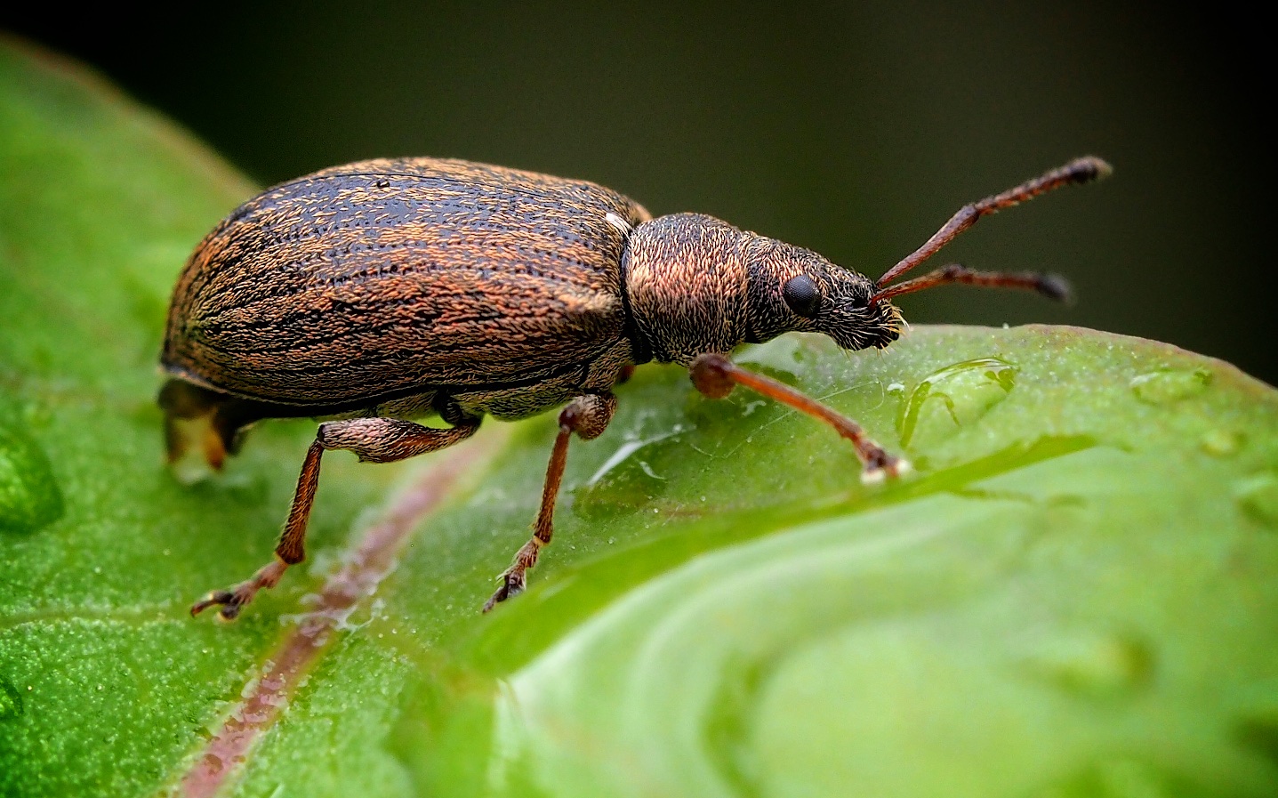 Knuts tips om makrofotografering: Snutebille (Curculionidae)