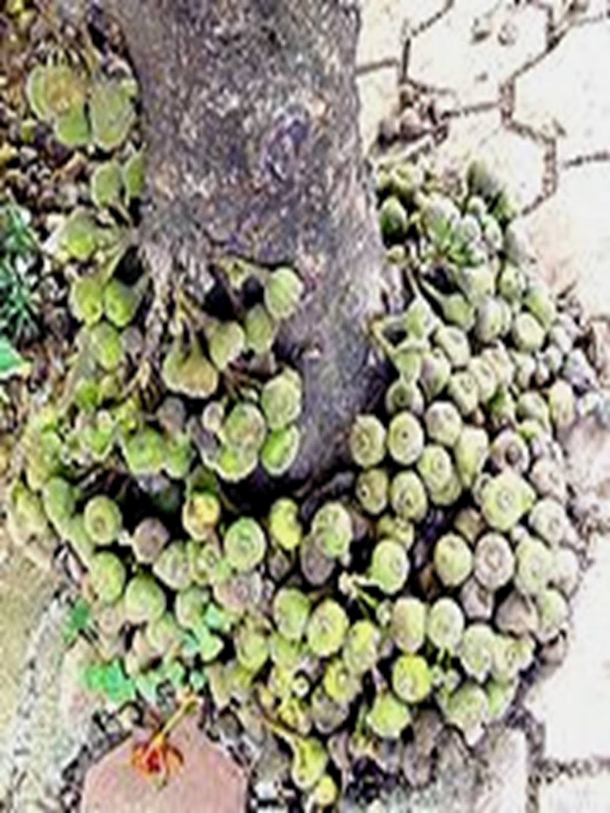 GEOGRAFI-IWAN: PERSEBARAN FLORA DAN FAUNA DI INDONESIA