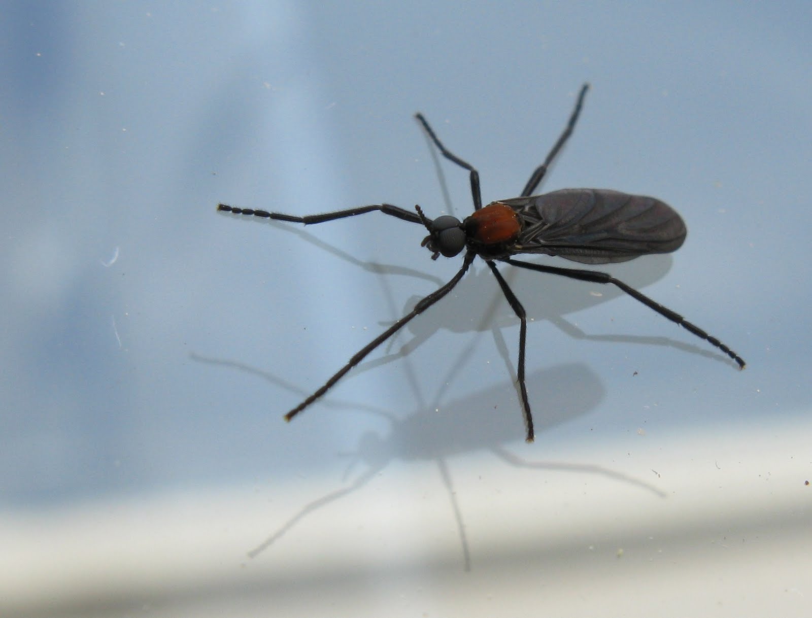 Musings of a Biologist and Dog Lover: Lovebugs