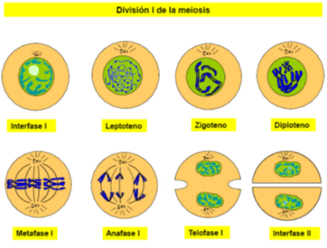 BLOGS DE BIOLOGIA: BIOLOGÍA CELULAR