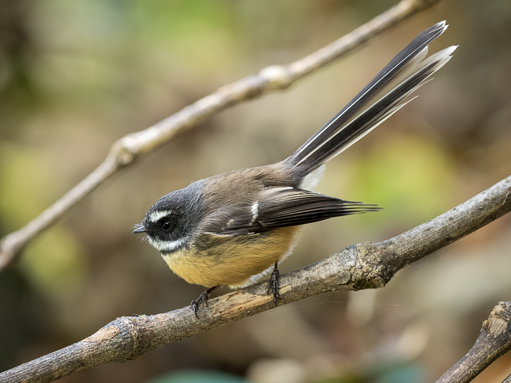The Ruins of the Moment: Fantail/piwakawaka — Photos by Pete McGregor