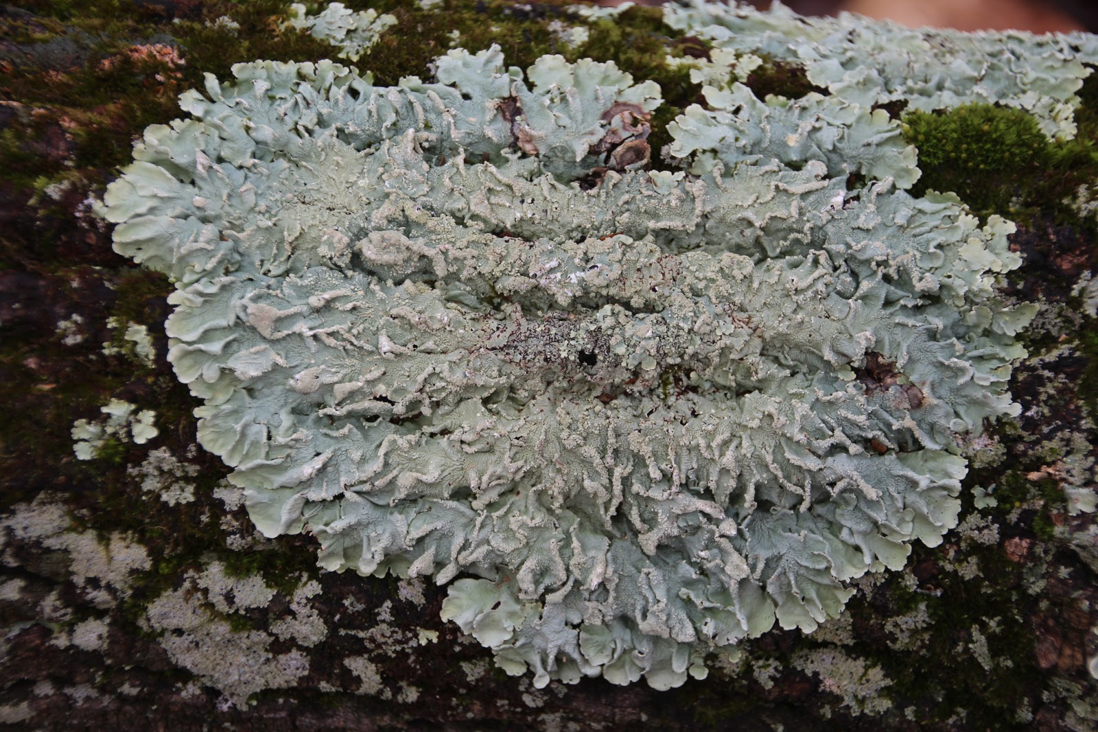 It Just Comes Naturally: One Trail Twelves Times - December: A Study in ...