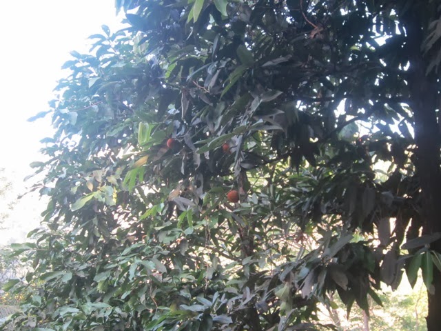 M Tech Images: Mabolo Fruit (മബോളോ) - Velvet Apple