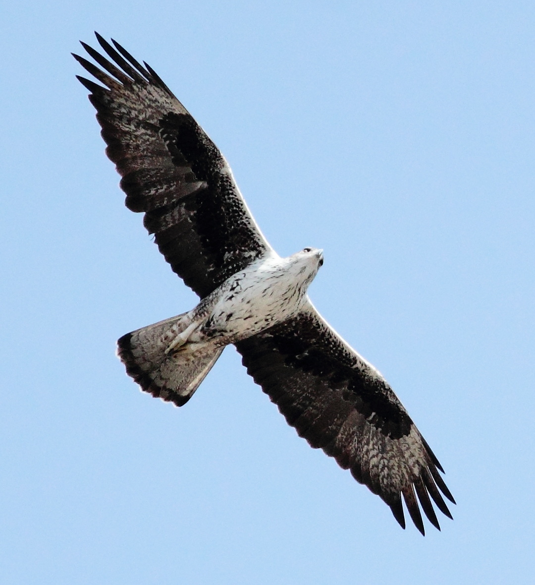 Bonelli's Eagle Birds of Mount Abu October 2018