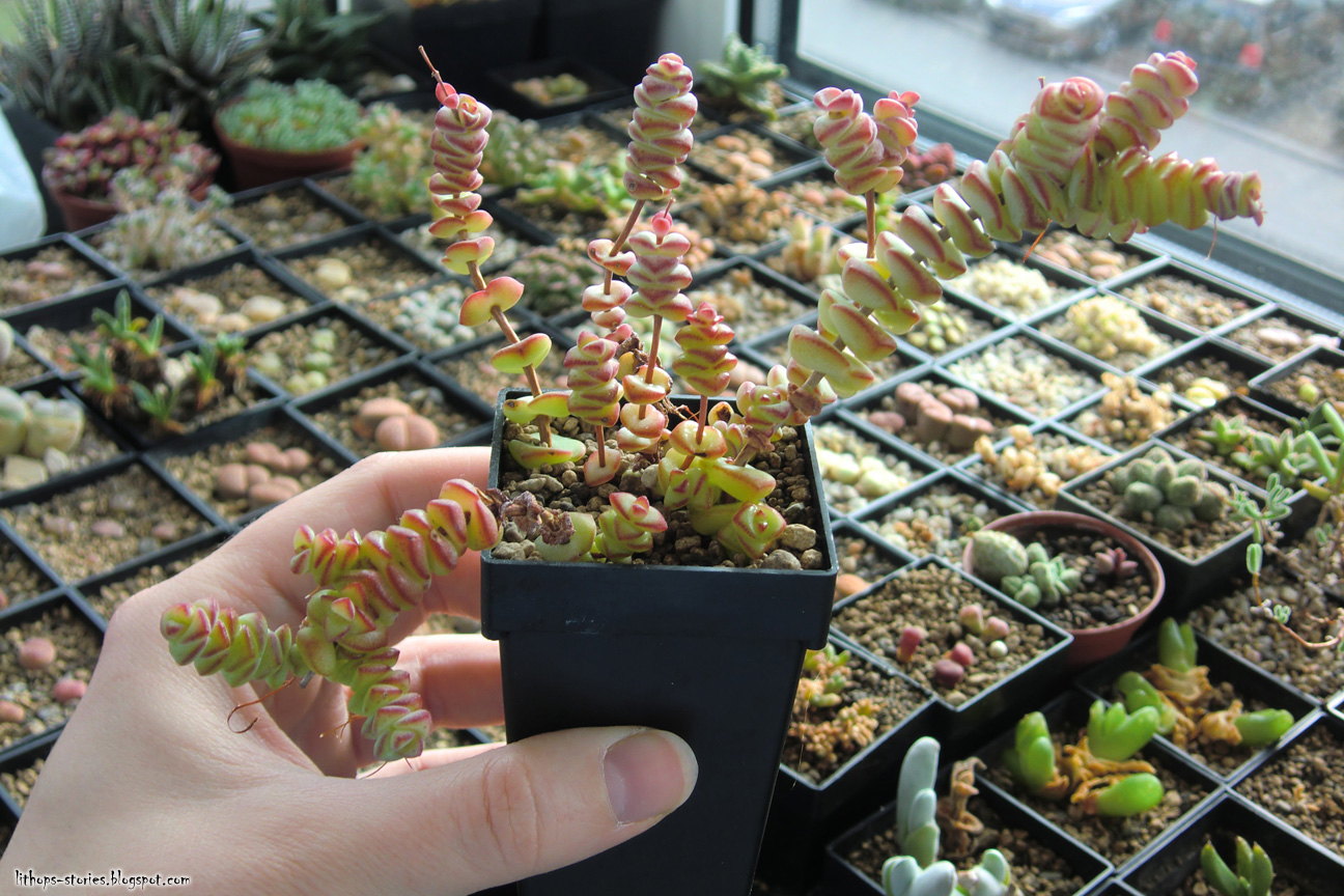 Lithops Stories: Crassula rupestris pruning (10 pics)