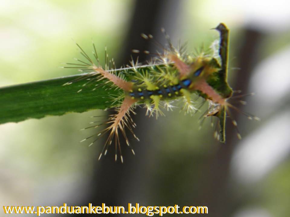 PANDUAN PENGENDALIAN ORGANISME PENGGANGGU TANAMAN (OPT) KELAPA SAWIT ...