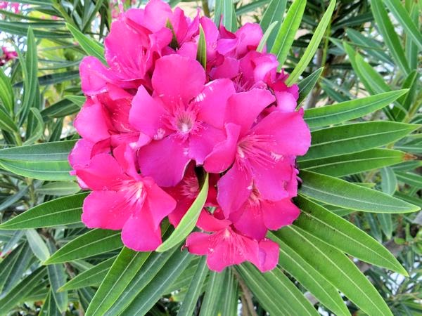 A GUIDE TO NORTHEASTERN GARDENING: The Gardens of Aruba: A Look Beyond ...