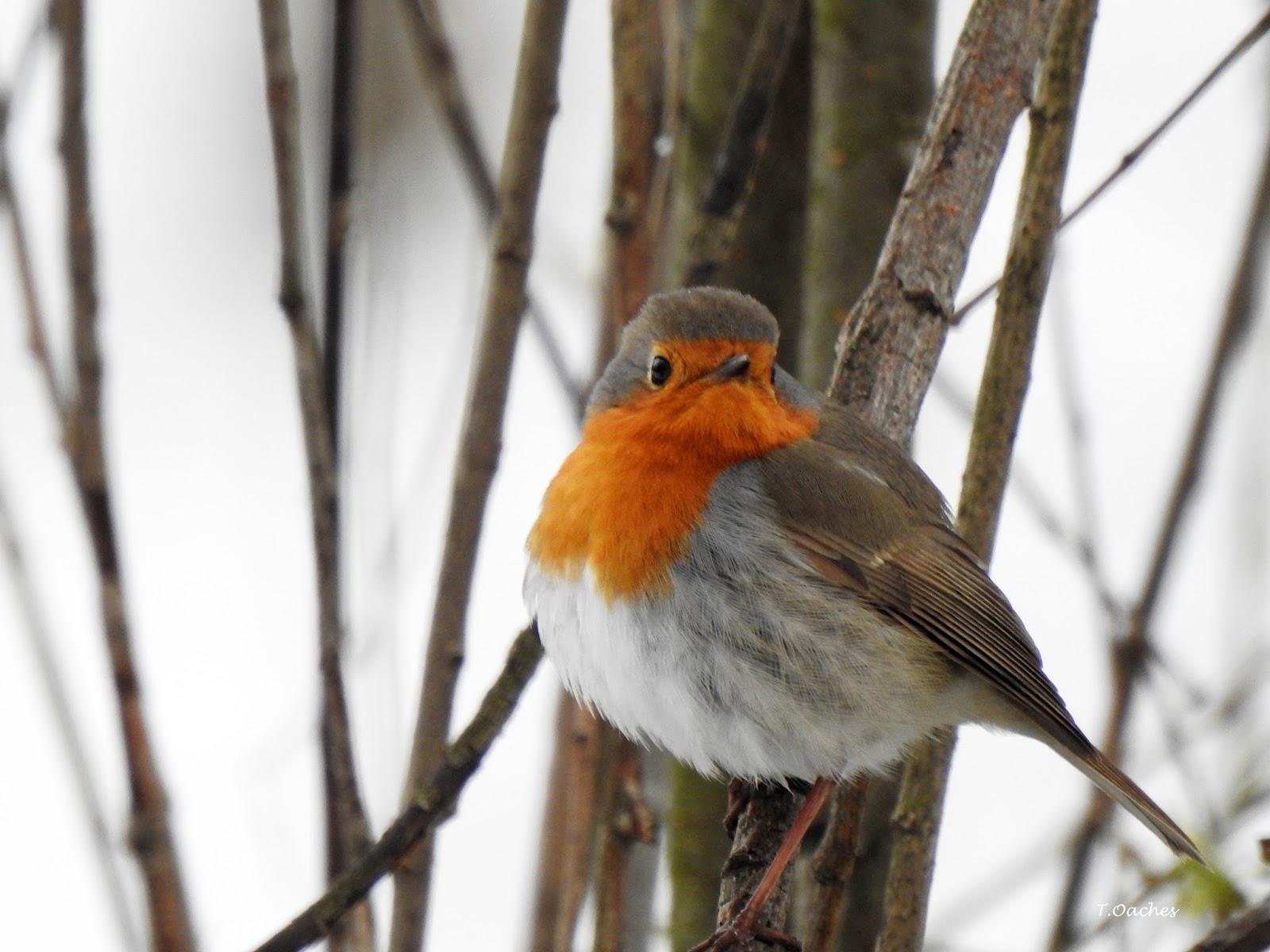 PASARI DIN ROMANIA: MACALEANDRU, Erithacus rubecula