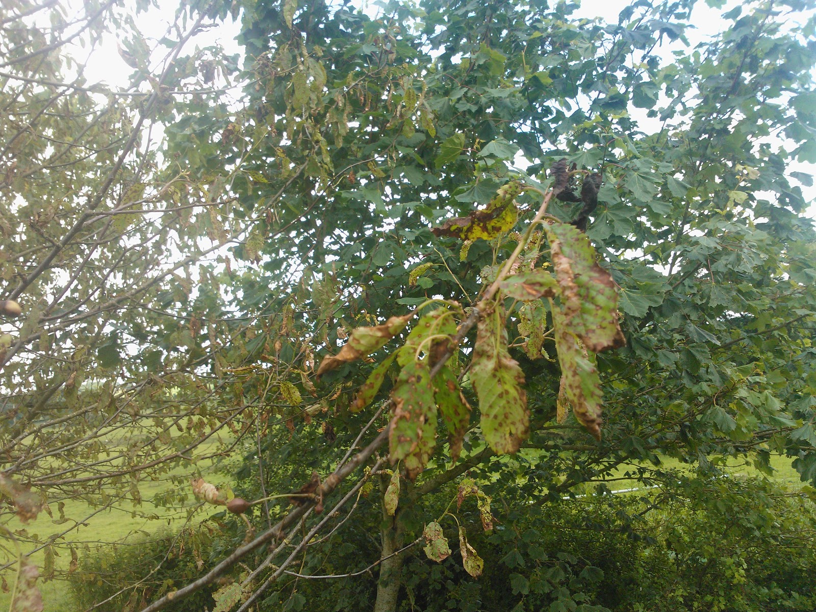 Fungal disease of Cherry trees