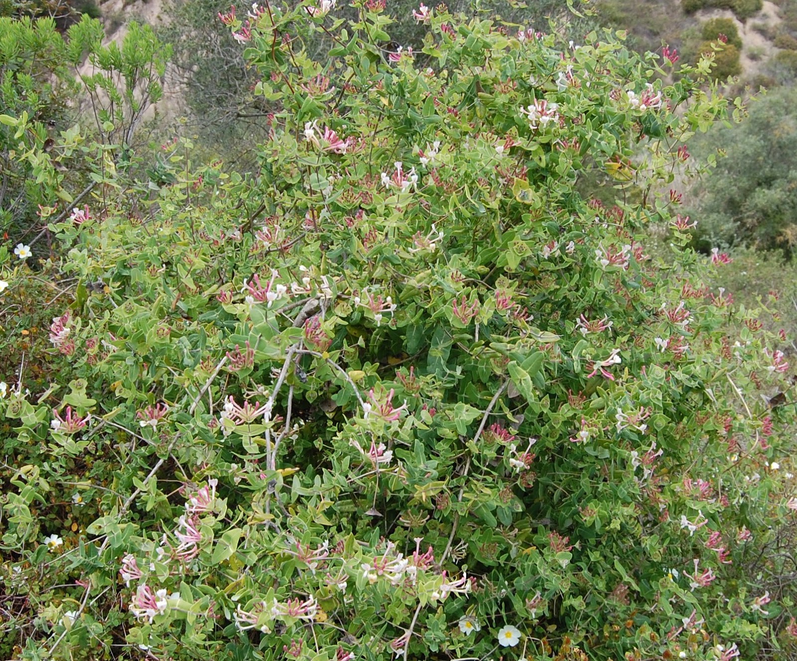 Plantas: Beleza e Diversidade: Madressilva (Lonicera implexa)