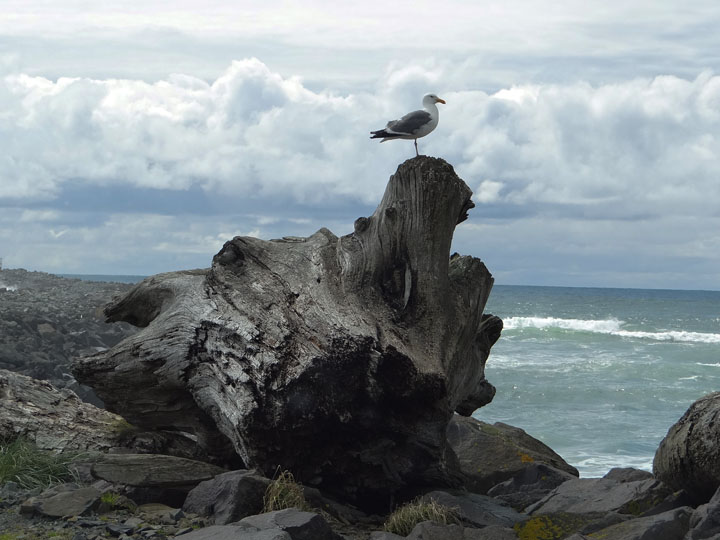 Reflections From the Fence: Port of Garibaldi and the North Jetty of ...