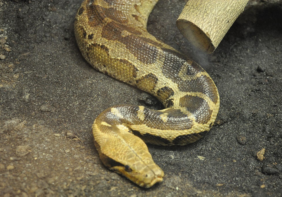 ZOOTOGRAFIANDO (6.100 ANIMALS): PITÓN DE BORNEO / BORNEO BLOOD PYTHON ...
