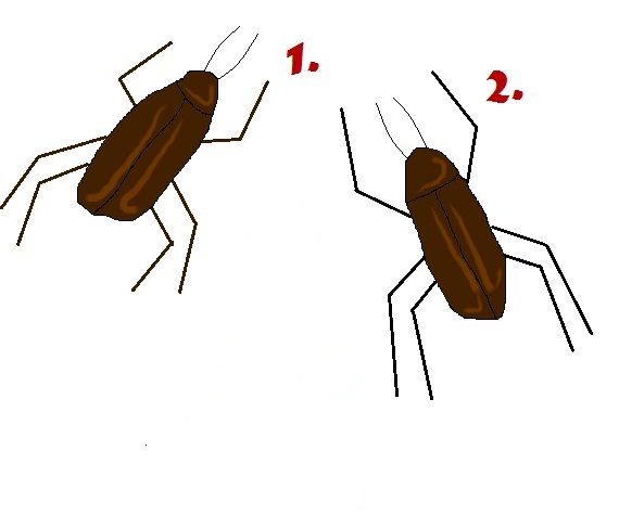 Two Beans Or Not Two Beans: The Time I Was Outsmarted by Cockroaches