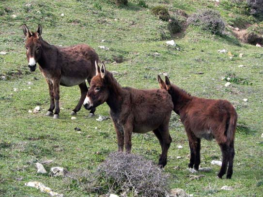 SENDERISMO EN EL RIF/RANDONNÉES DANS LE RIF: DHAR HAJAR Y FAHS LEMHAR ...