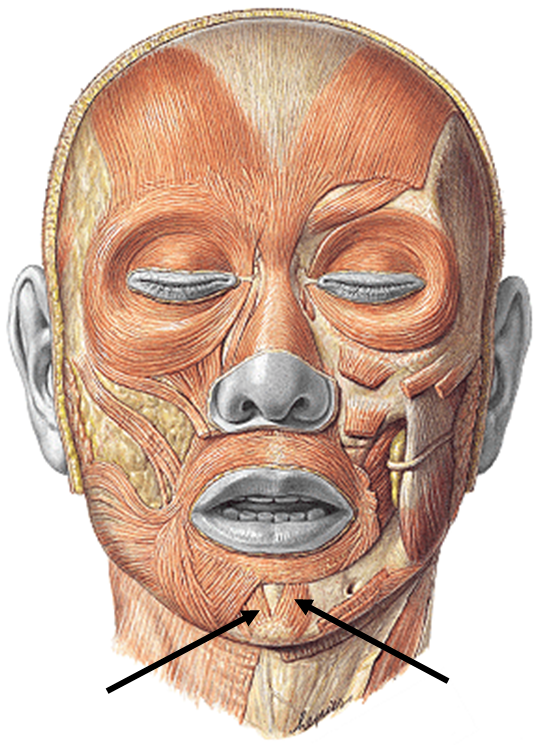 Músculos de la mímica: Músculo cuadrado del mentón y Músculo borla del ...