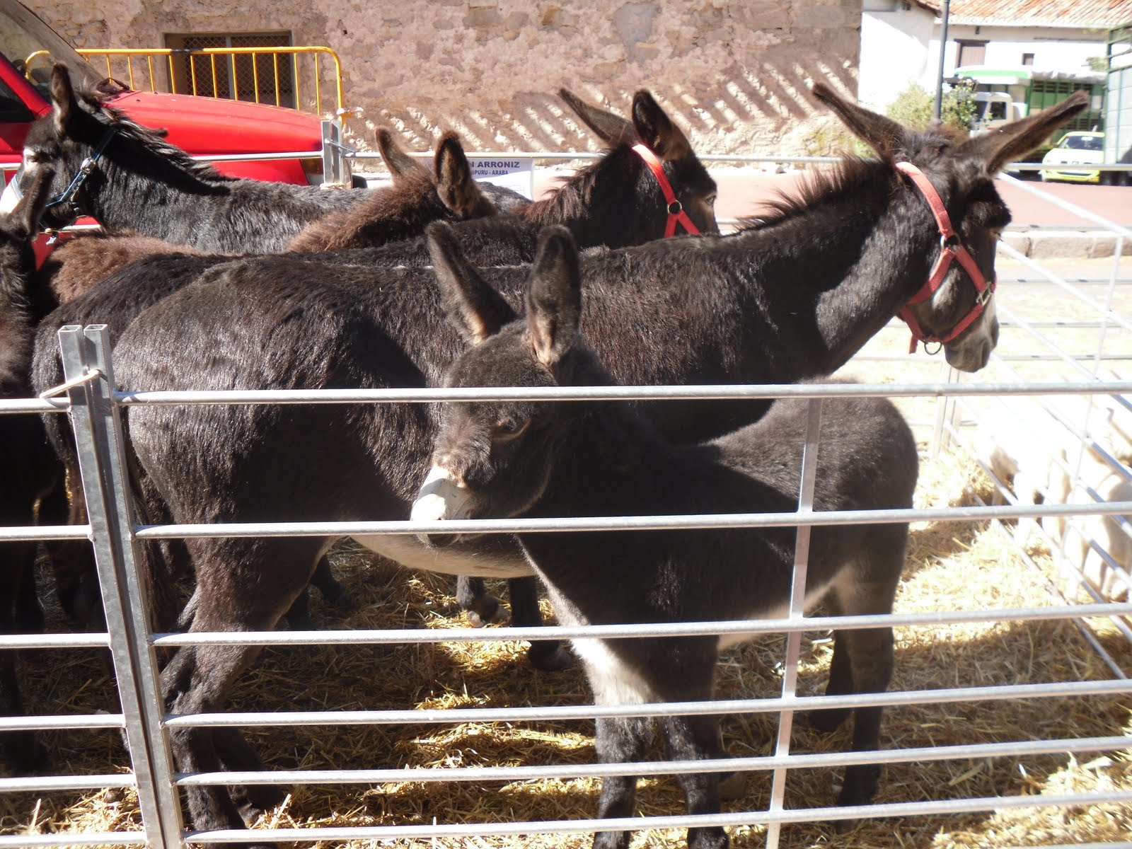 Finca el Celemin: Tracción Animal: curso en Añua -Alava octubre 2010