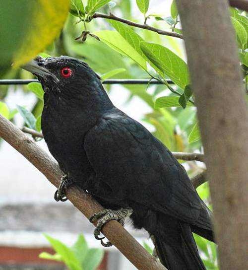 Asian (western) koel images | Birds of India | Bird World