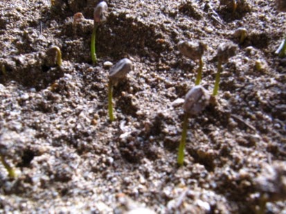 PROCESO DEL SEMBRADO DEL CAFE