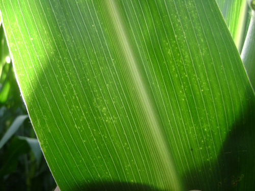 MAIZ: PARTES DEL MAÍZ