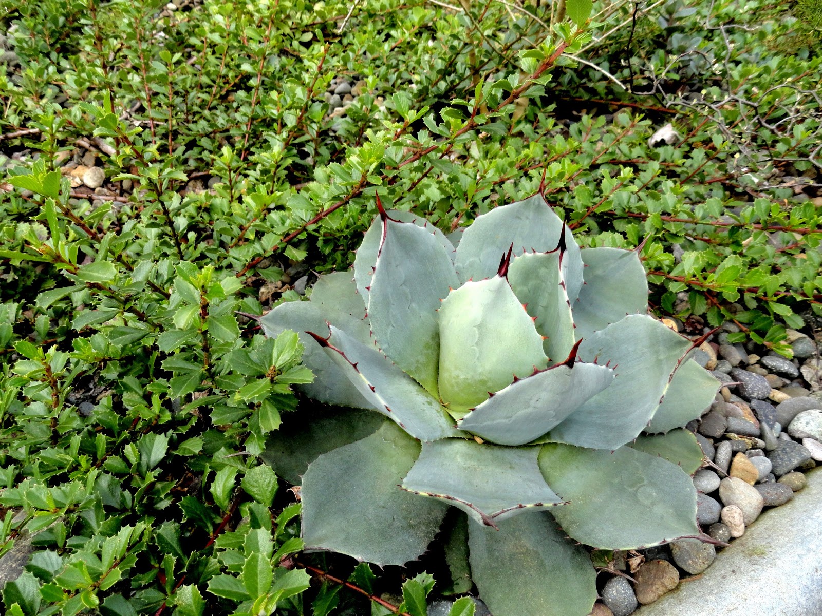 danger garden: Agave parryi 'JC Raulston'...my favorite plant in the ...