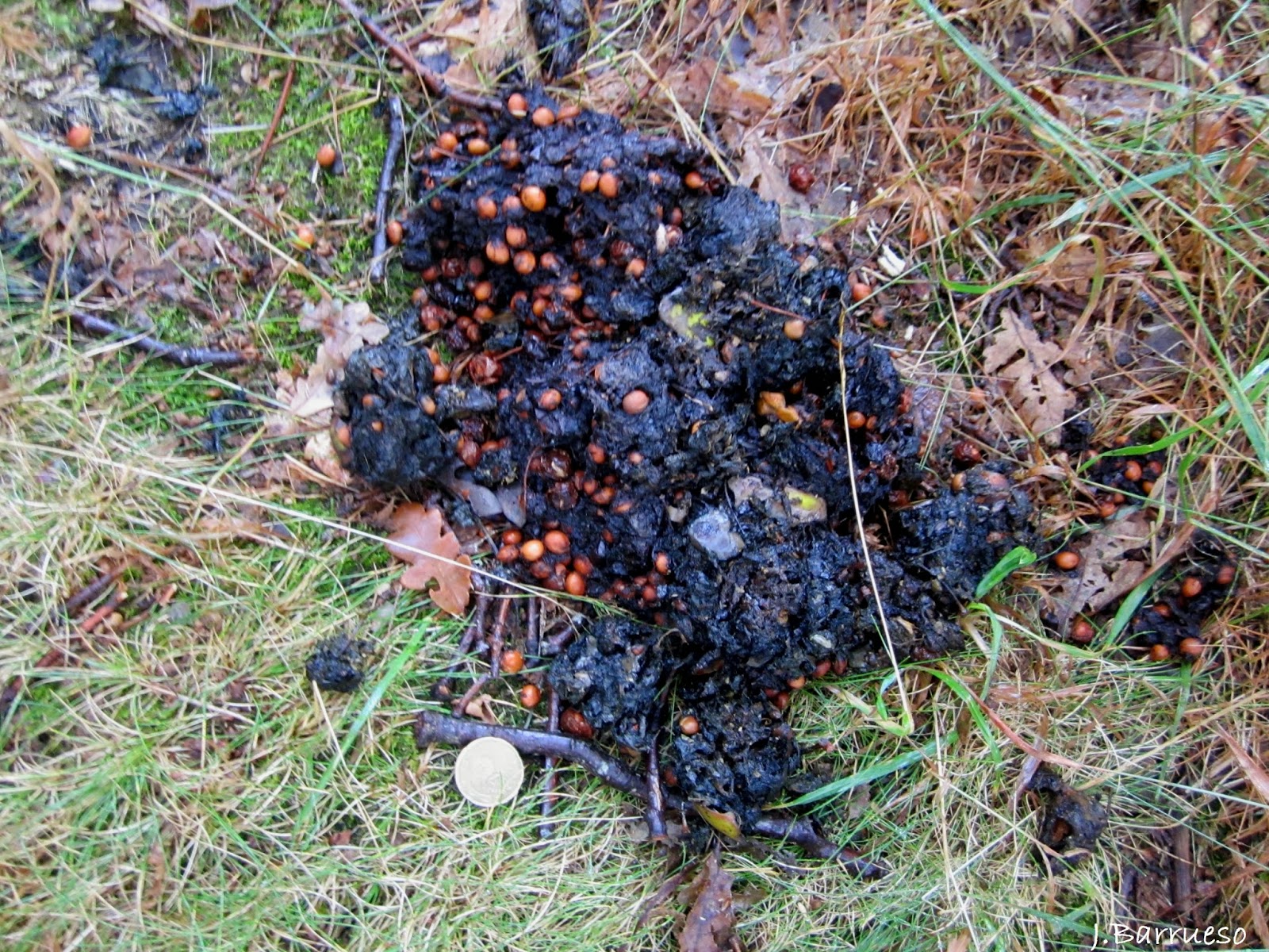 De paseo por la naturaleza: El fin de semana del "no oso".