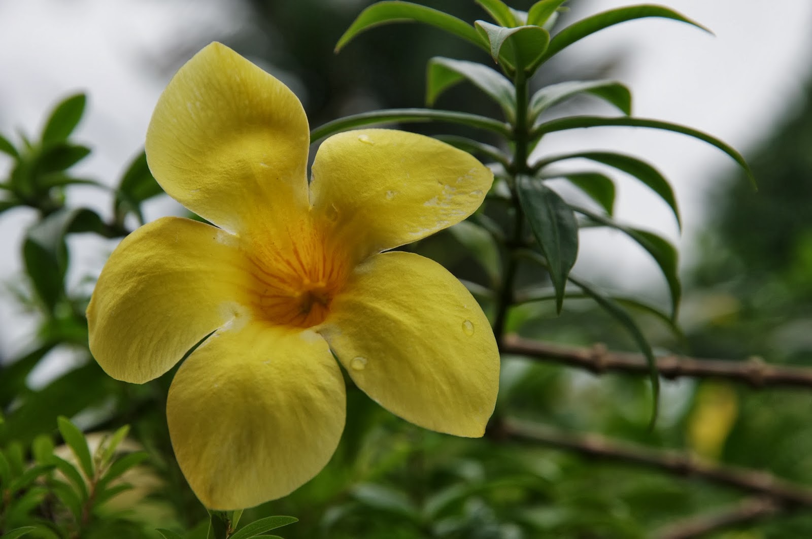 FITRIA ISRIANTI: MORFOLOGI TUMBUHAN