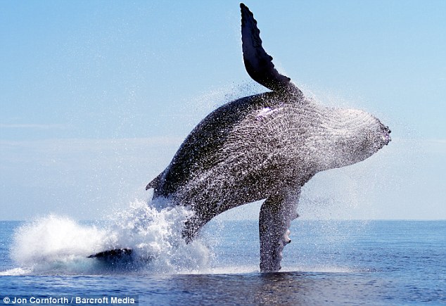 White Wolf : The baby humpback which appears to levitate in incredible snap
