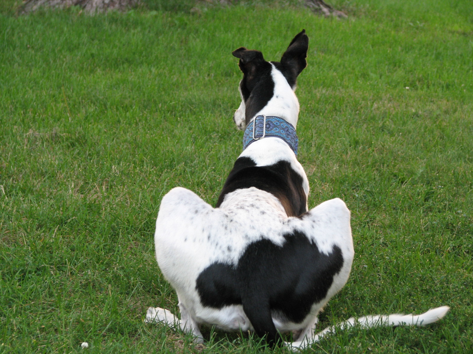 Northern Lights Greyhound Adoption Dog Blog: NLGA Photo Roundup -- Task ...