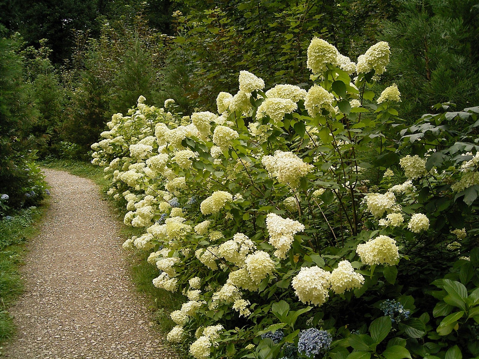 Hydrangea Paniculata