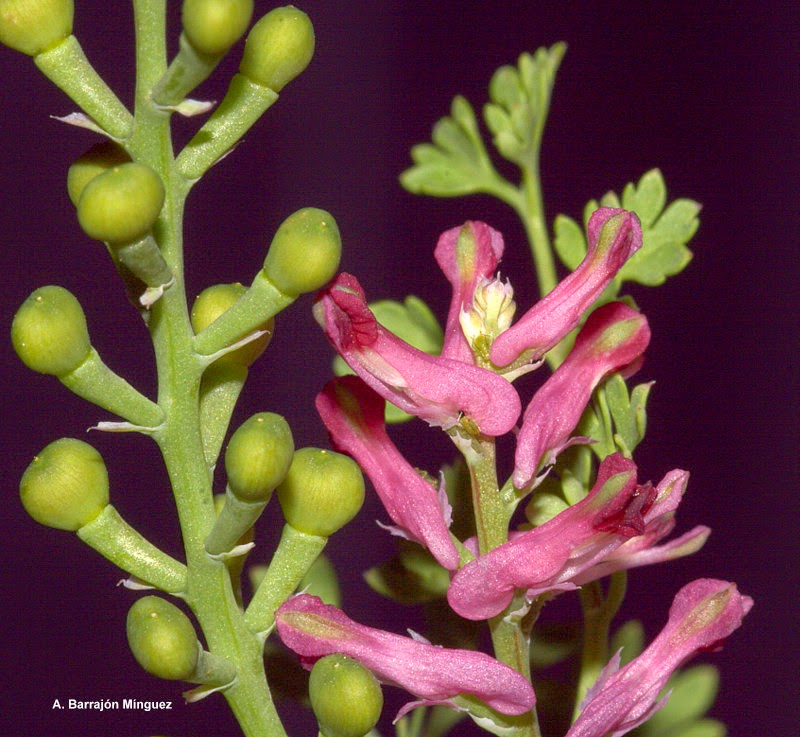 Naturaleza Viva: Fumaria officinalis L. Fam: Fumariaceae