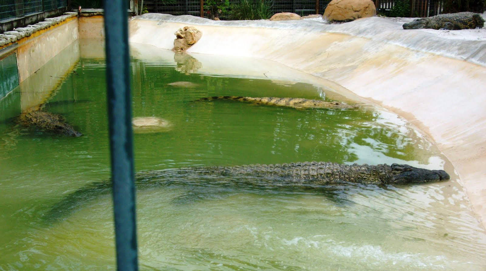 ZooZooReview: Gatorland Zoo
